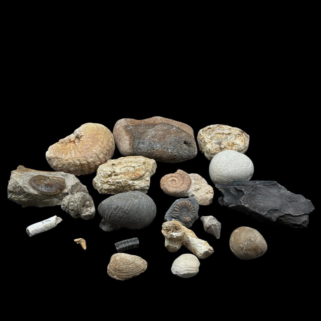 1kg British Fossil Mix X 14 | Jurassic Dorset & Somerset Fossils ...
