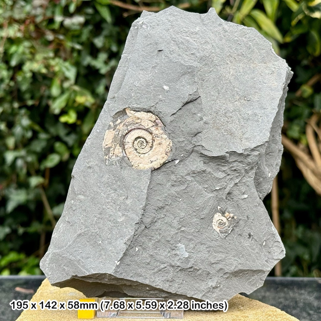 Genuine Psiloceras Planorbis Ammonite Fossil With Stand - Jurassic Blue ...