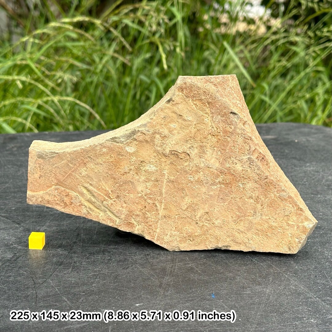 Trilobite Trace Fossil, Rusophycus/cruziana - Etsy UK