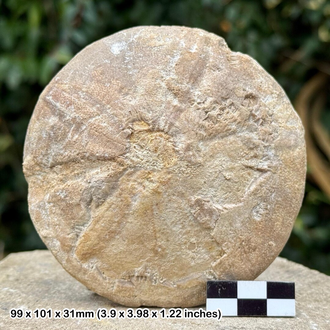 Rare Clypeus Ploti Fossil Echinoid – Inferior Oolite, Jurassic, Banbury ...