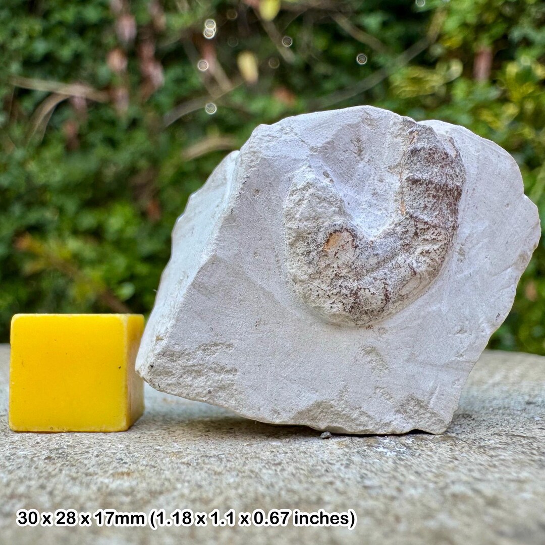 Fossil Heteromorph Uncoiled Ammonite Idiohamites Alternatus, Cenomanian ...
