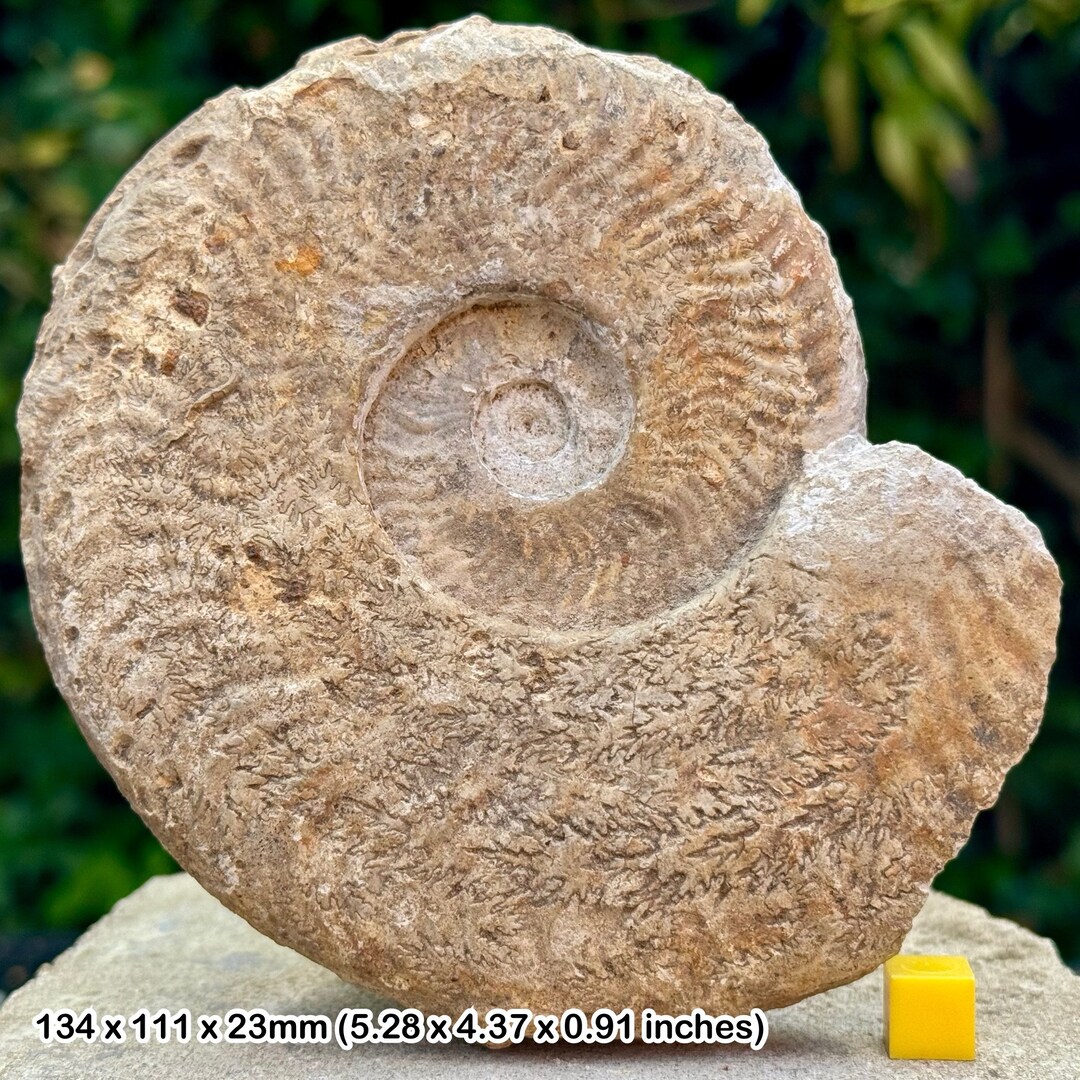 Rare Harpoceras Fossil Ammonite - Beacon Limestone, Jurassic: Ilminster ...