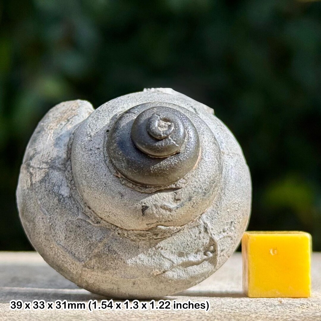 Large Fossil Gastropod - Bathrotomaria Reticulata, Jurassic, Blackhead ...