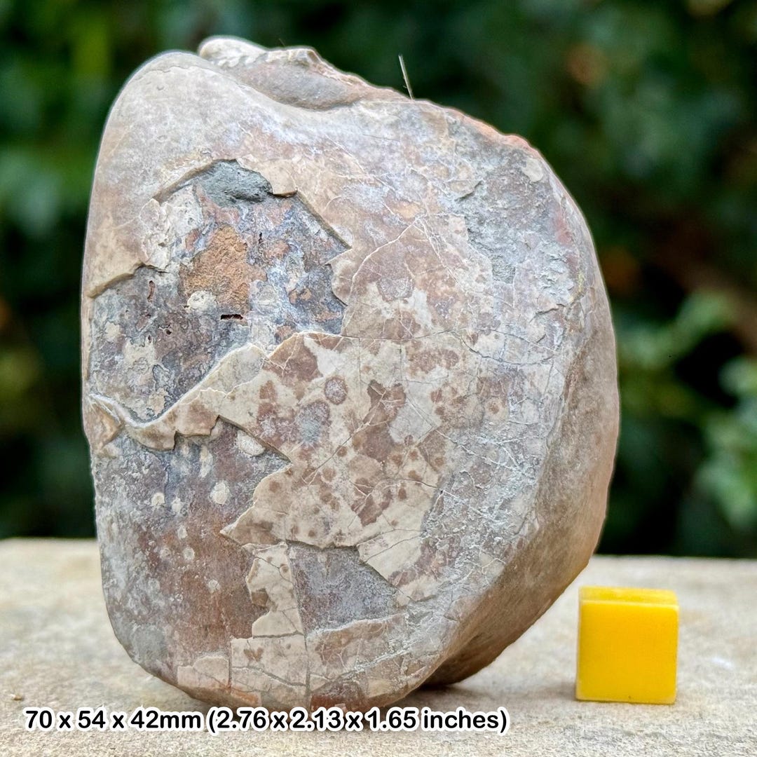 Rare Inoceramus Sp Fossil Bivalve – Middle Lias, Lower Sinemurian ...