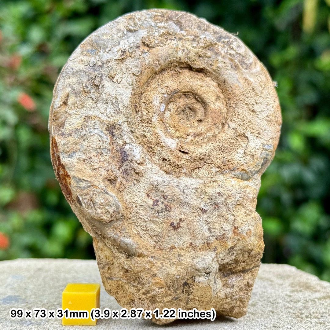A-grade Ammonite Fossil Jurassic Beacon Limestone, Somerset, Uk 100% ...
