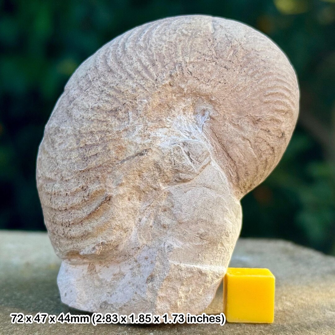 Rare: Nautilus Deslongchampsianus Fossil - Lower Cenomanian, Cretaceous ...