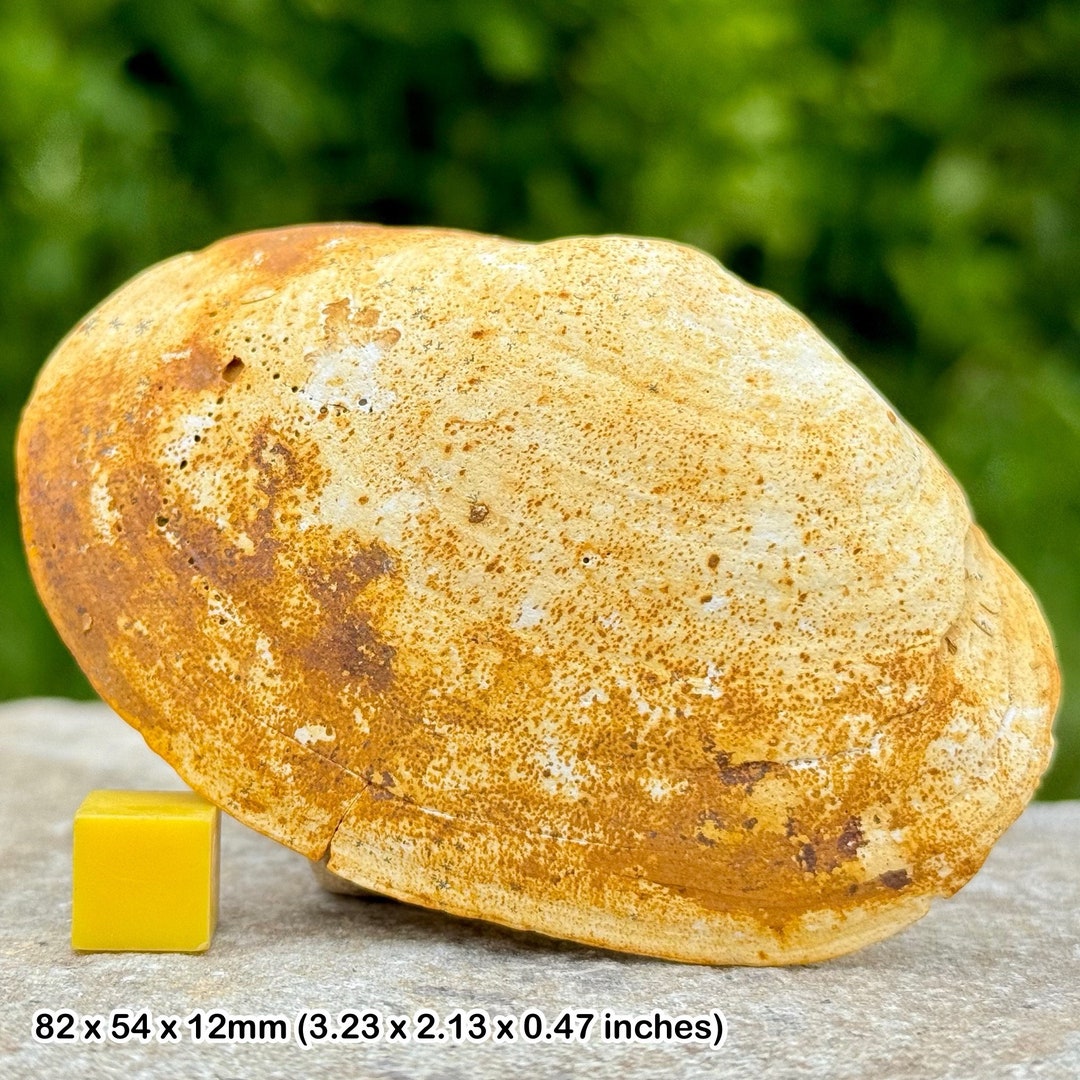 Rare Mya Arenaria Bivalve Fossil From the Pliocene Epoch - Etsy