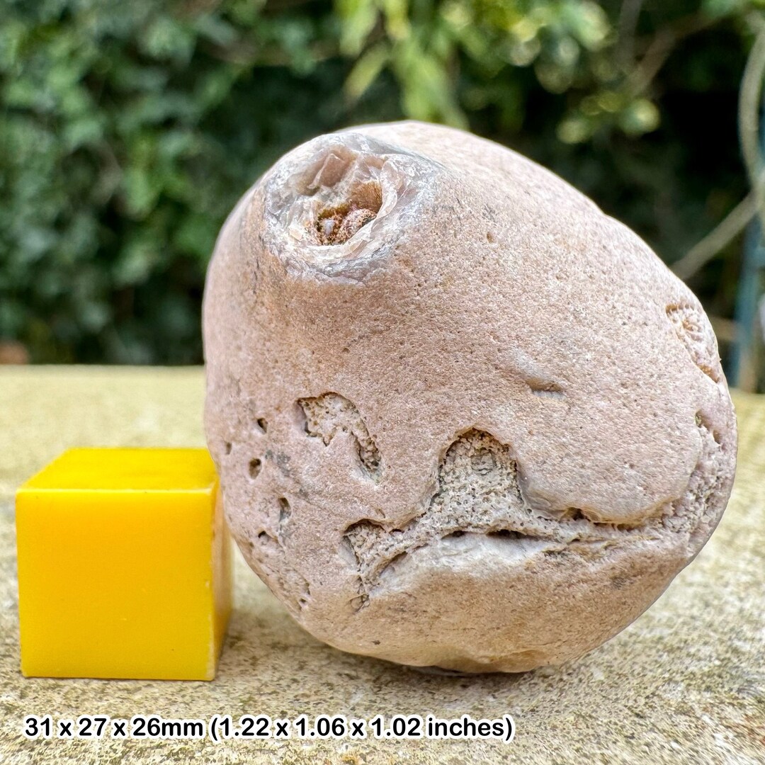 Unique Cretaceous Fossil Sponge From Beddington, Uk Certified Authentic ...