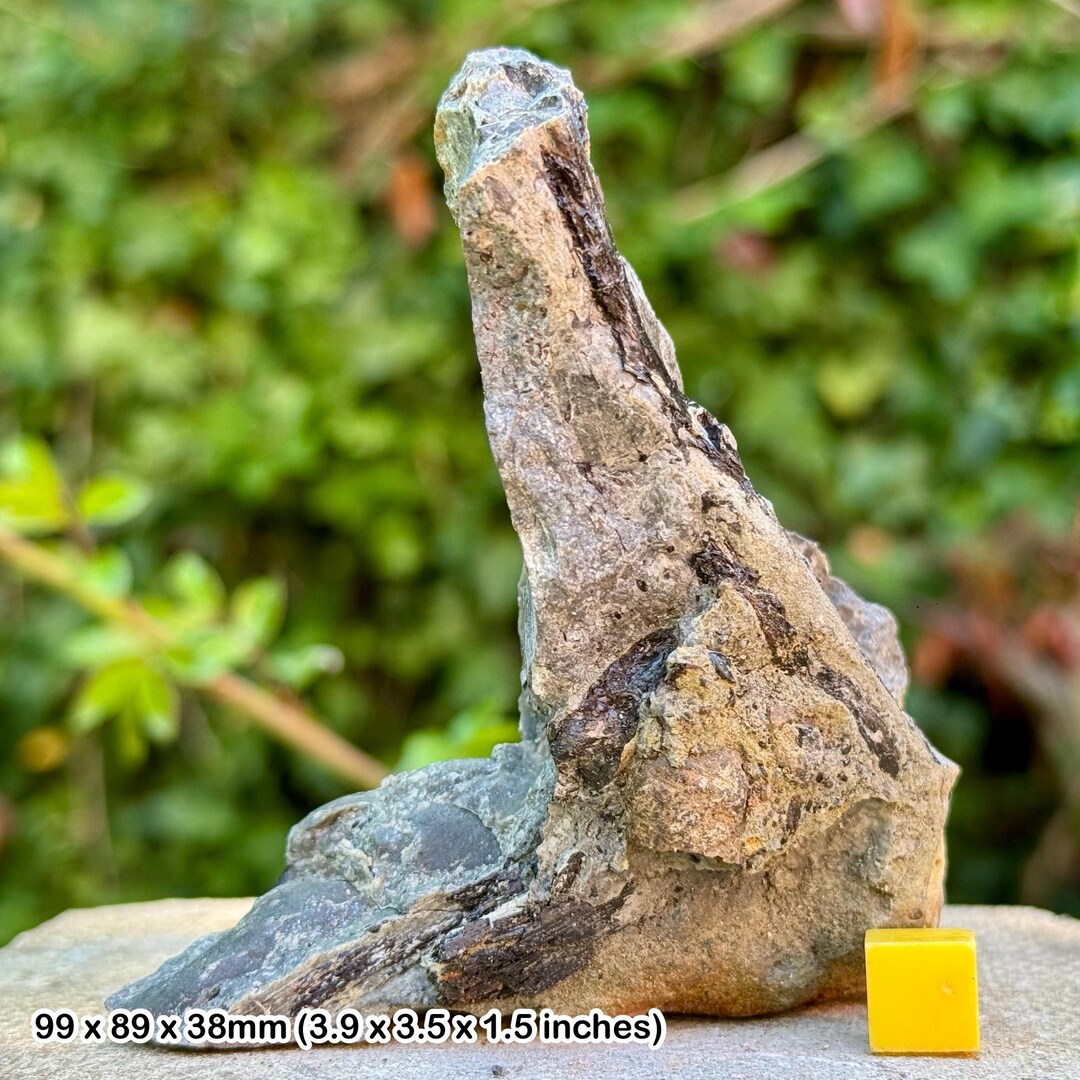 Triassic Fish Bone Fossil – Aust Cliff UK, Certificate Included - Etsy