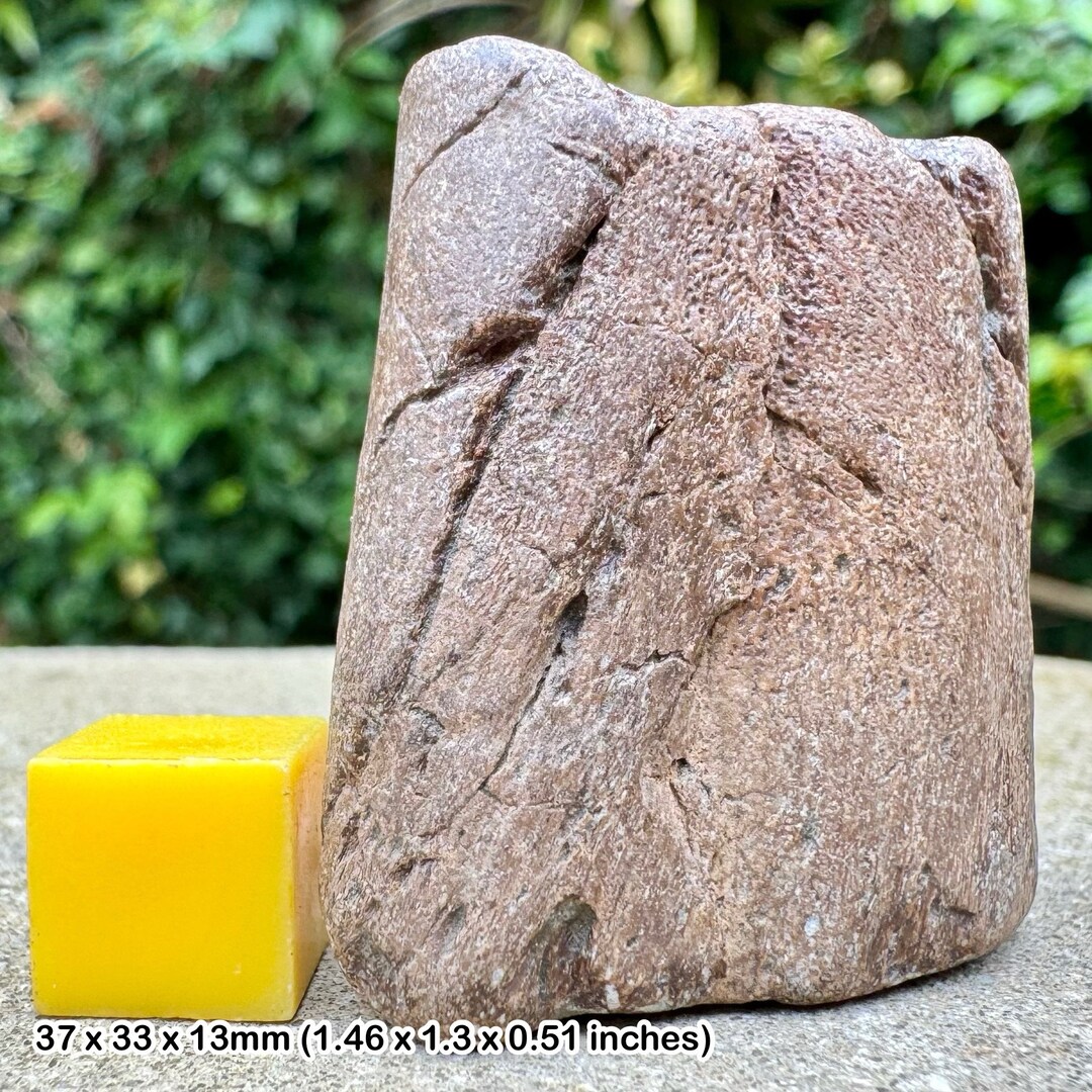 Authentic Pliosaur Fossil Rib Section Kimmeridge Clay Jurassic ...