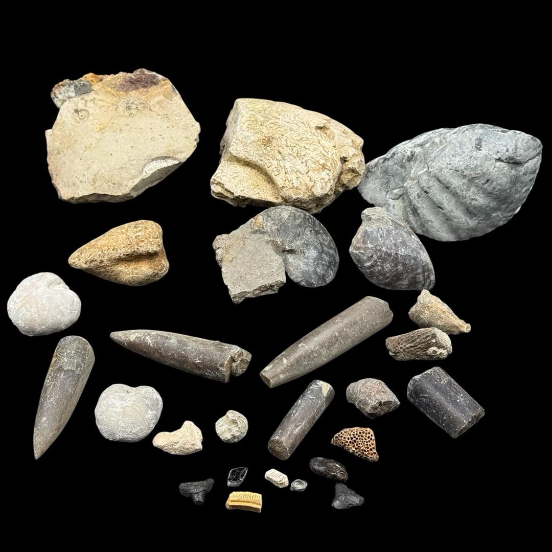 1kg British Jurassic Fossil Mix – 26 X Genuine Fossils From Dorset ...