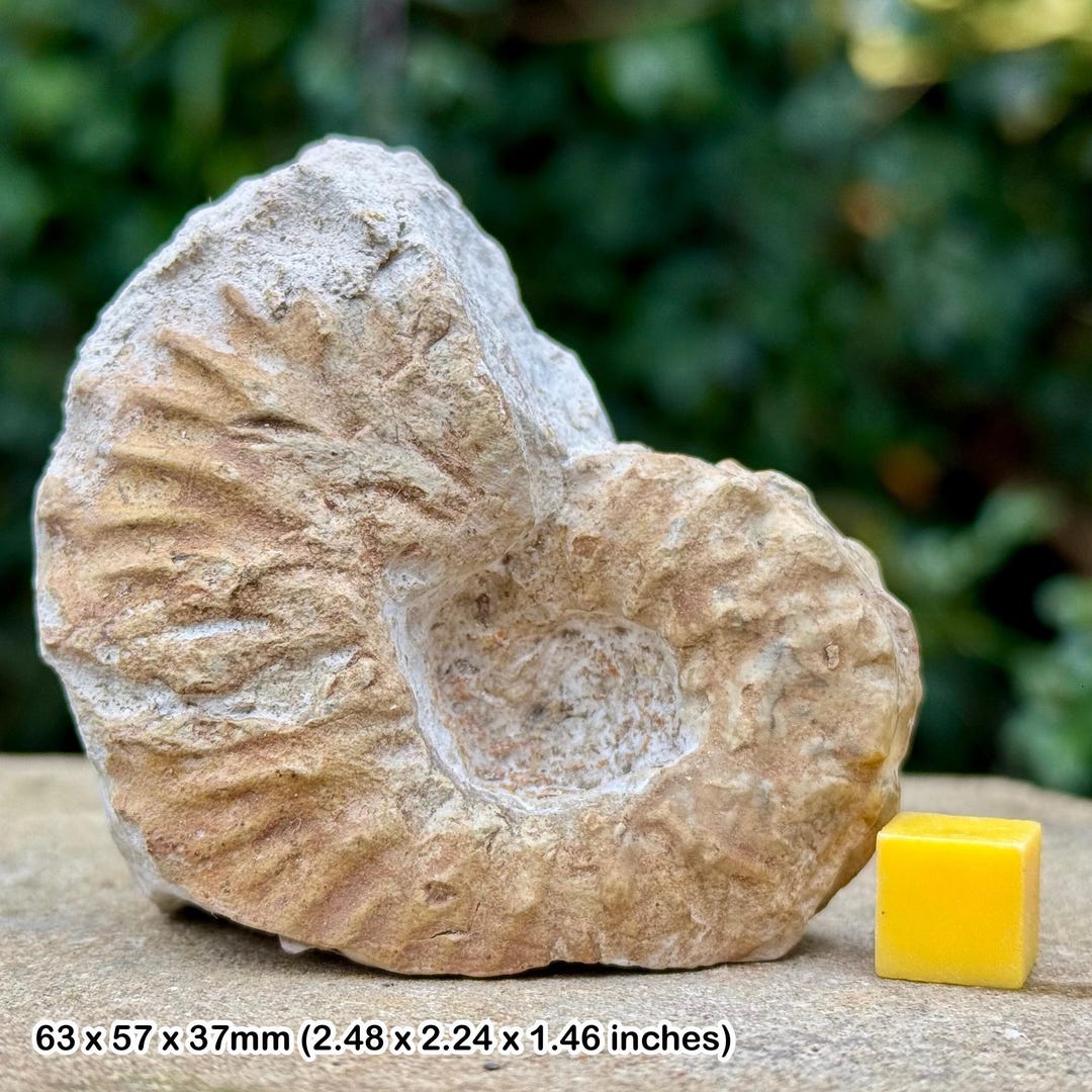 British Chalk Ammonite - Protacanthoceras Arkelli Fossil - Cenomanian ...