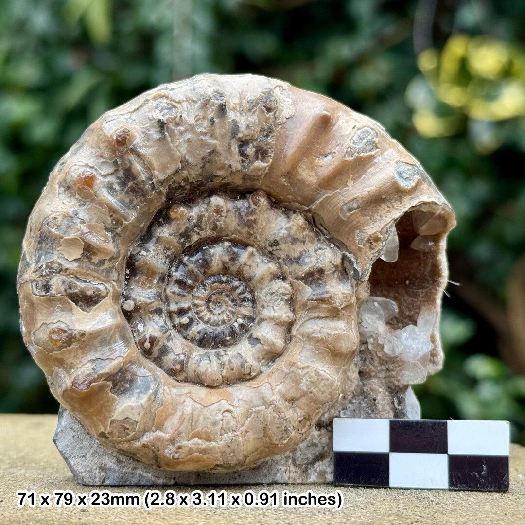 Xipheroceras Fossil Ammonite With Dogtooth Calcite Crystals | Jurassic ...