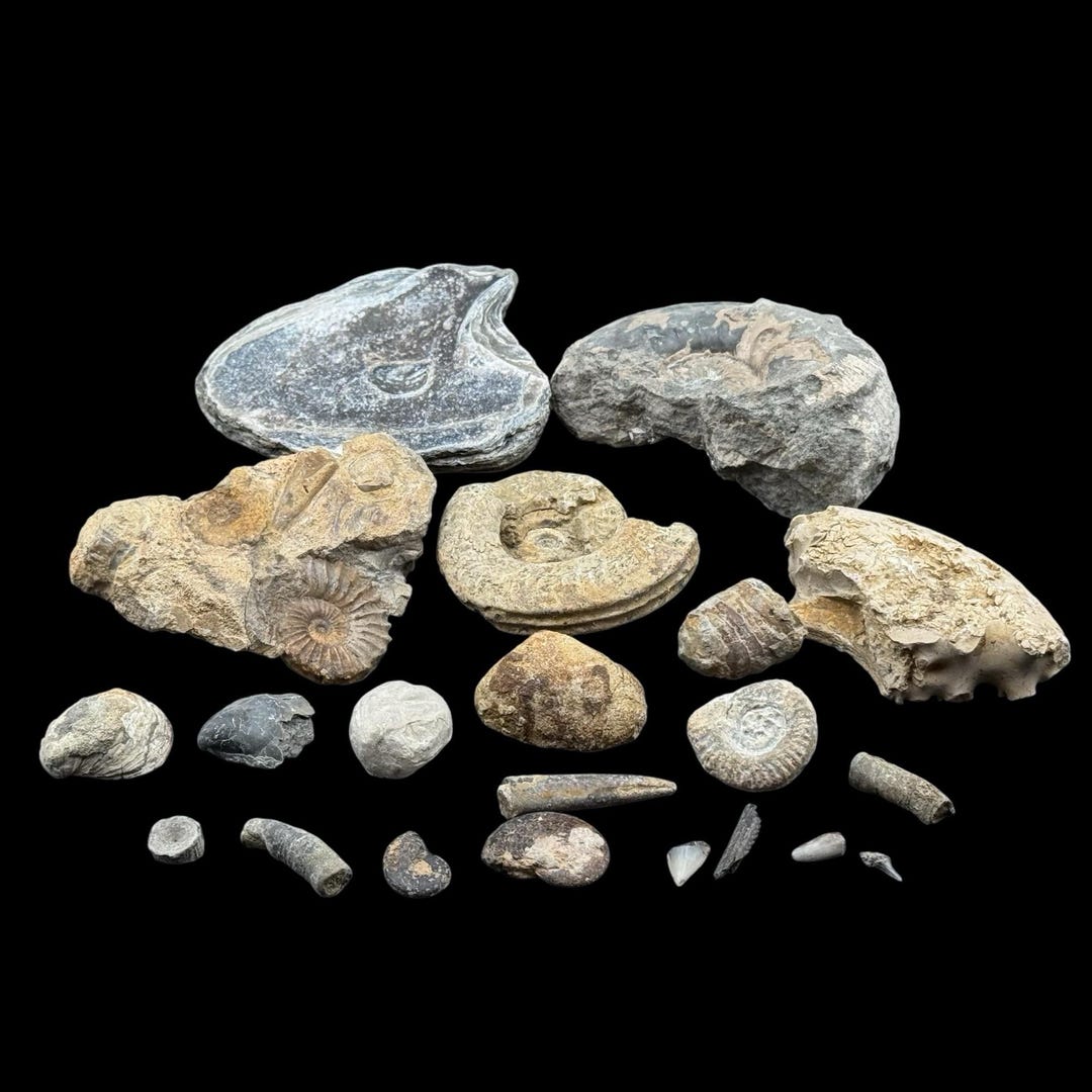 1kg Bulk British Fossil Mix - 21 X Fossils Budget Mix - (including ...