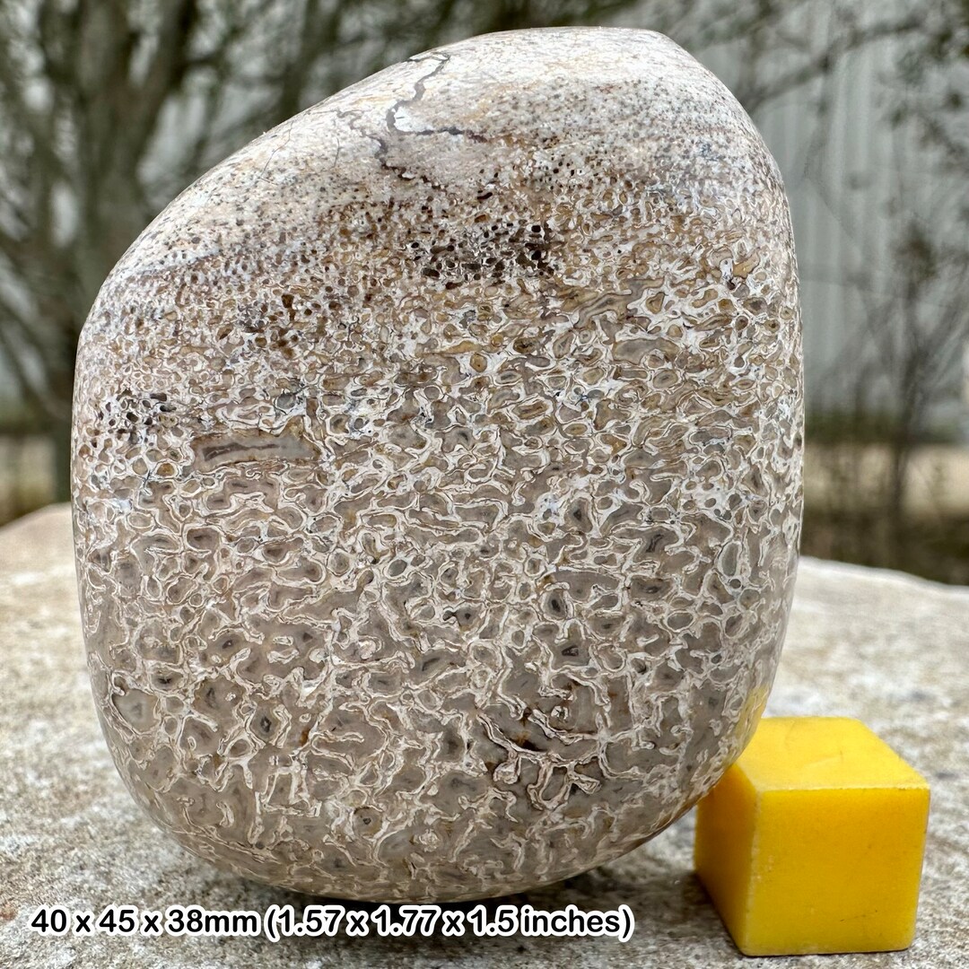 Sauropod Polished Chunk Fossil, Dinosaur Bone From Morocco - Etsy