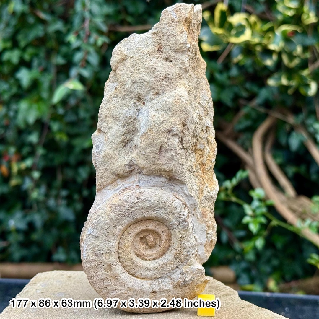 Hildoceras Fossil Ammonite in Matrix Block | Jurassic Beacon Limestone ...