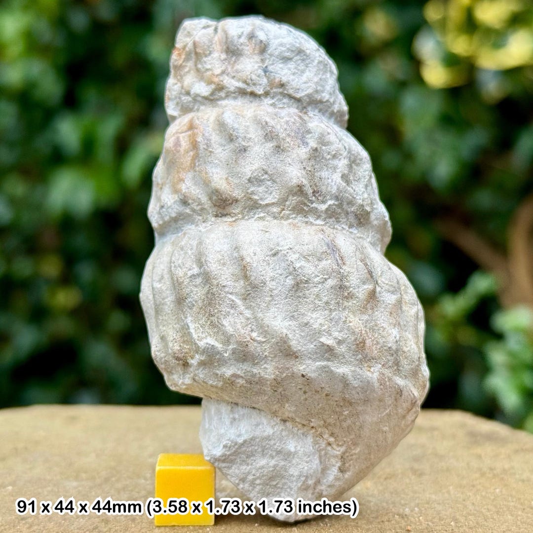 Rare Turrilites Chalk Ammonite Fossil, Cretaceous Era, Kent, Uk - Etsy