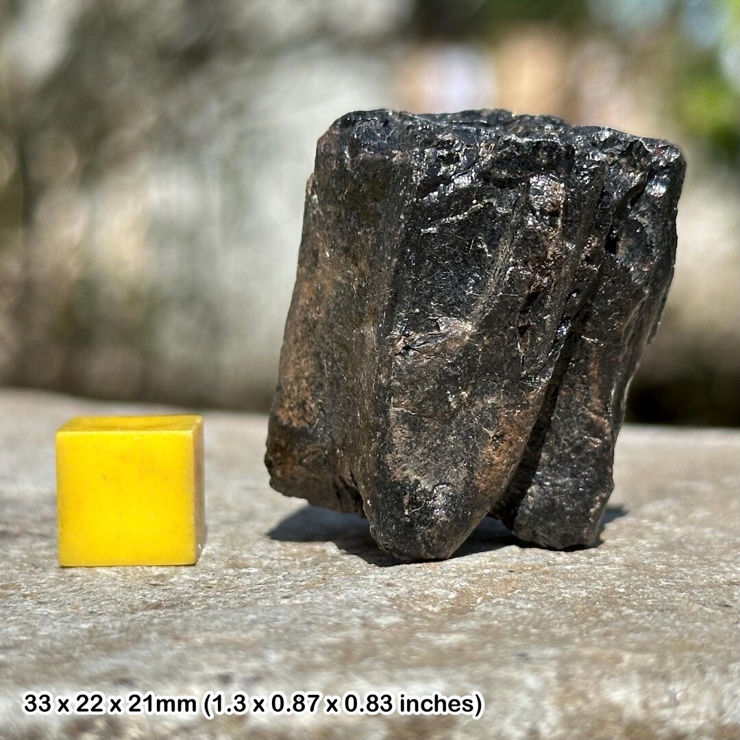 Horse Tooth Fossil (equus) | Pleistocene Era | Santafe River, Florida ...