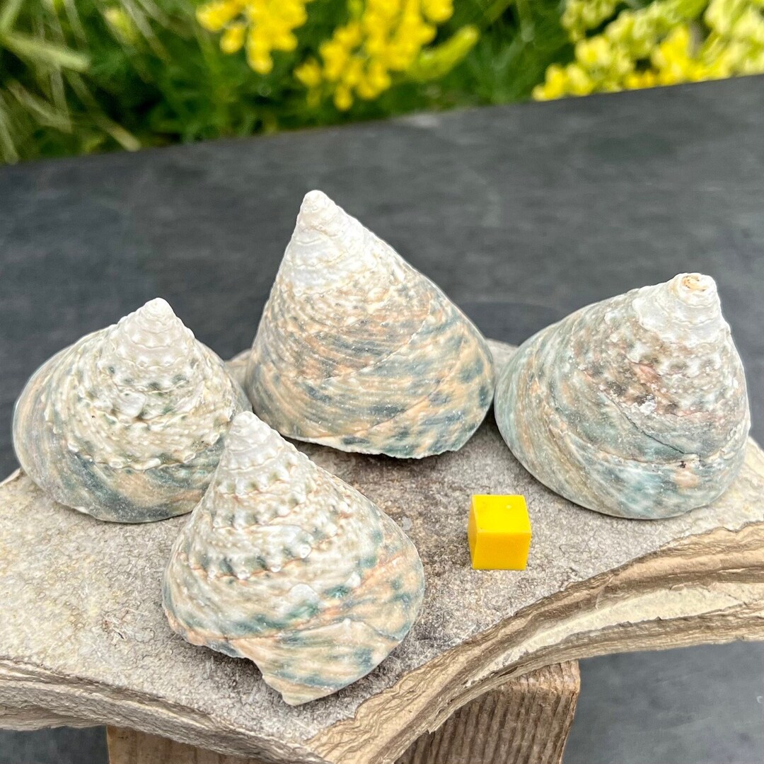 4 X Troca Green Seashells Genuine Shell for Arts and Crafts Certified ...