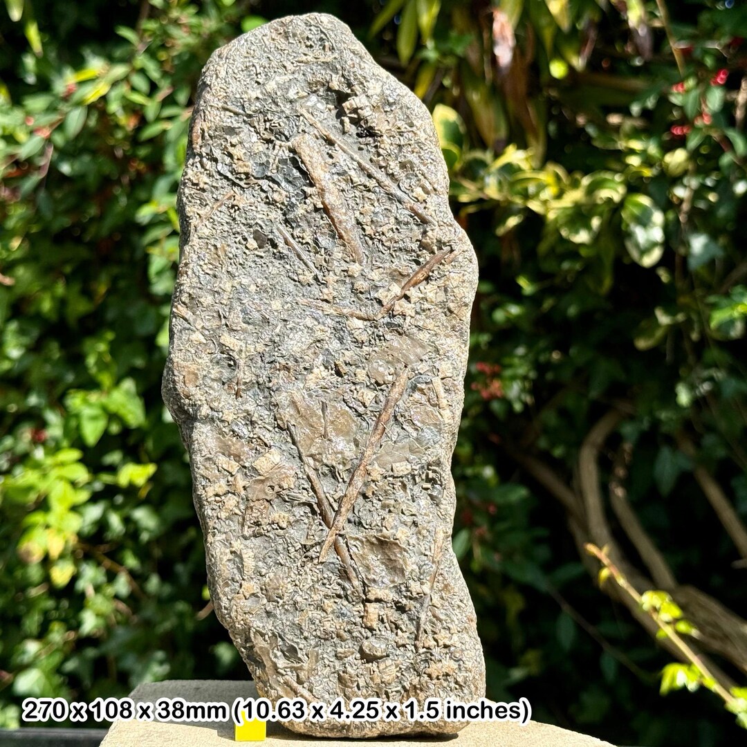 Rare Crinoid Star & Belemnite Slab Fossil Jurassic Coast, Lyme Regis ...
