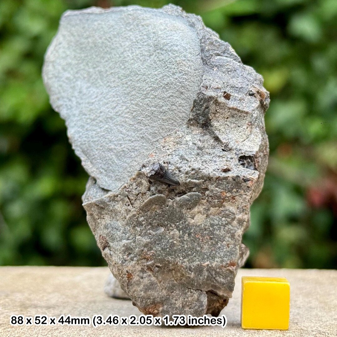Upper Triassic Severnichthys Fish Tooth Fossil Block, Aust Cliff - Etsy