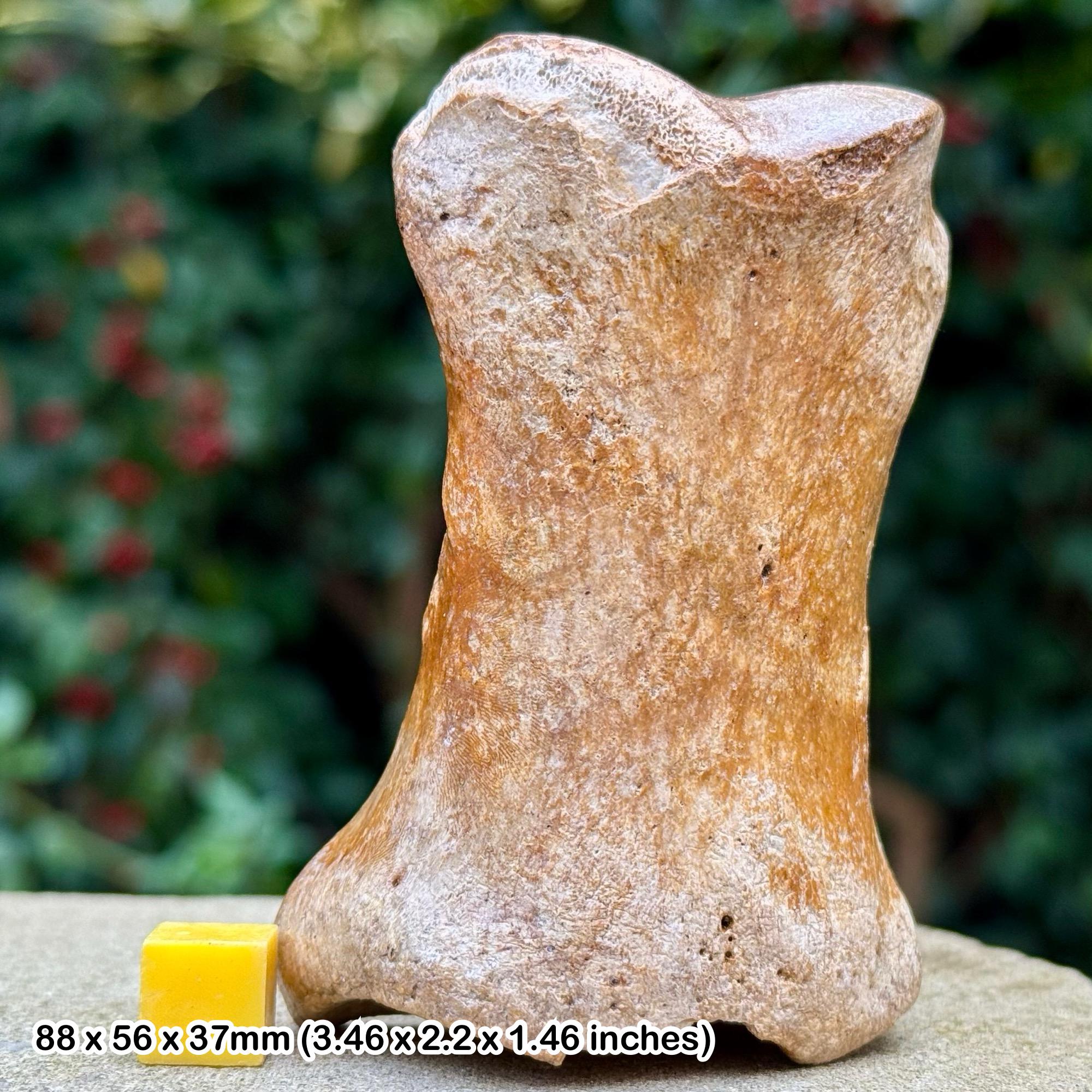Pleistocene Ice Age Horse Proximal Phalange Fossil toe Bone Genuine ...
