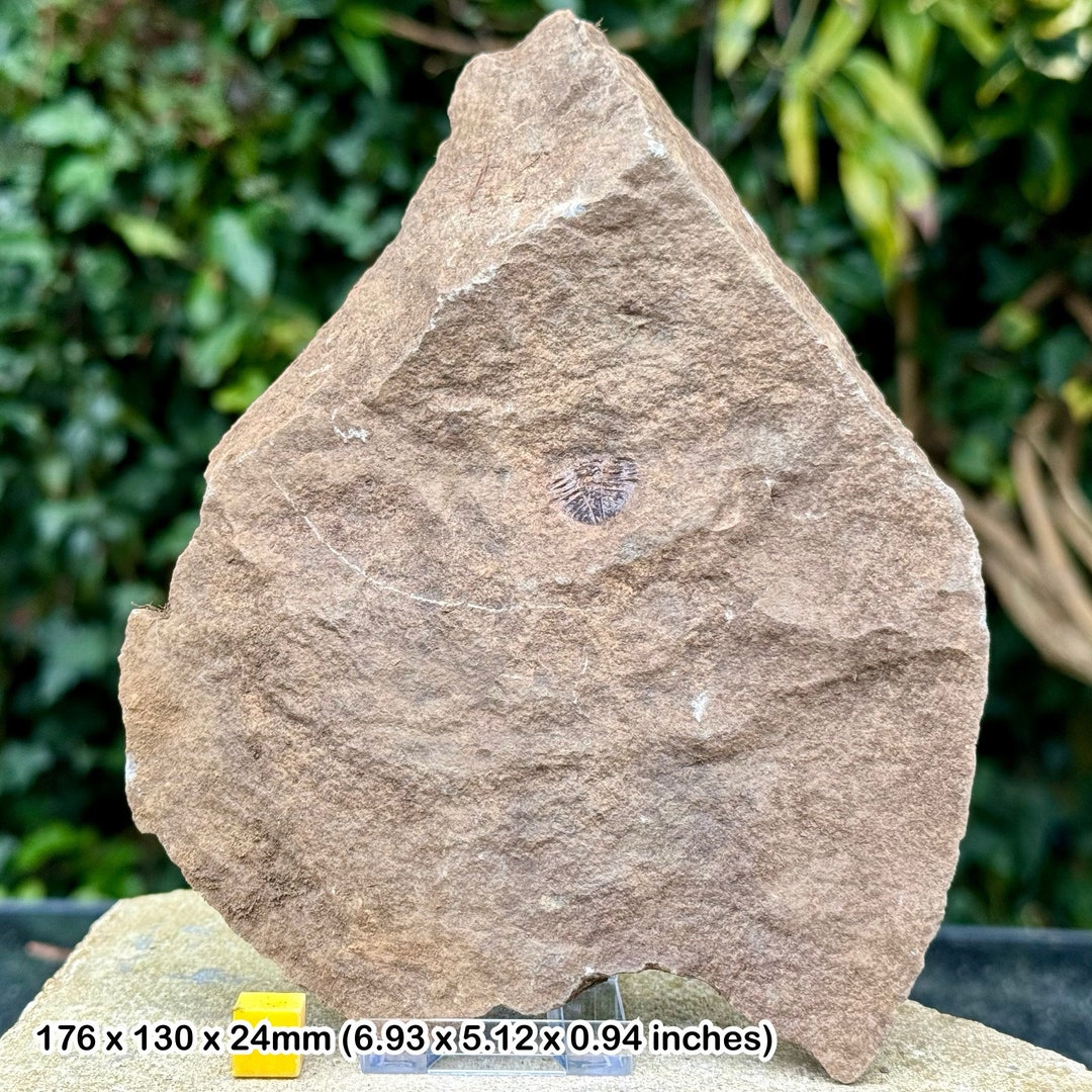 Rare British Trilobite ogyginus Fossil Partial Impression Ordovician ...