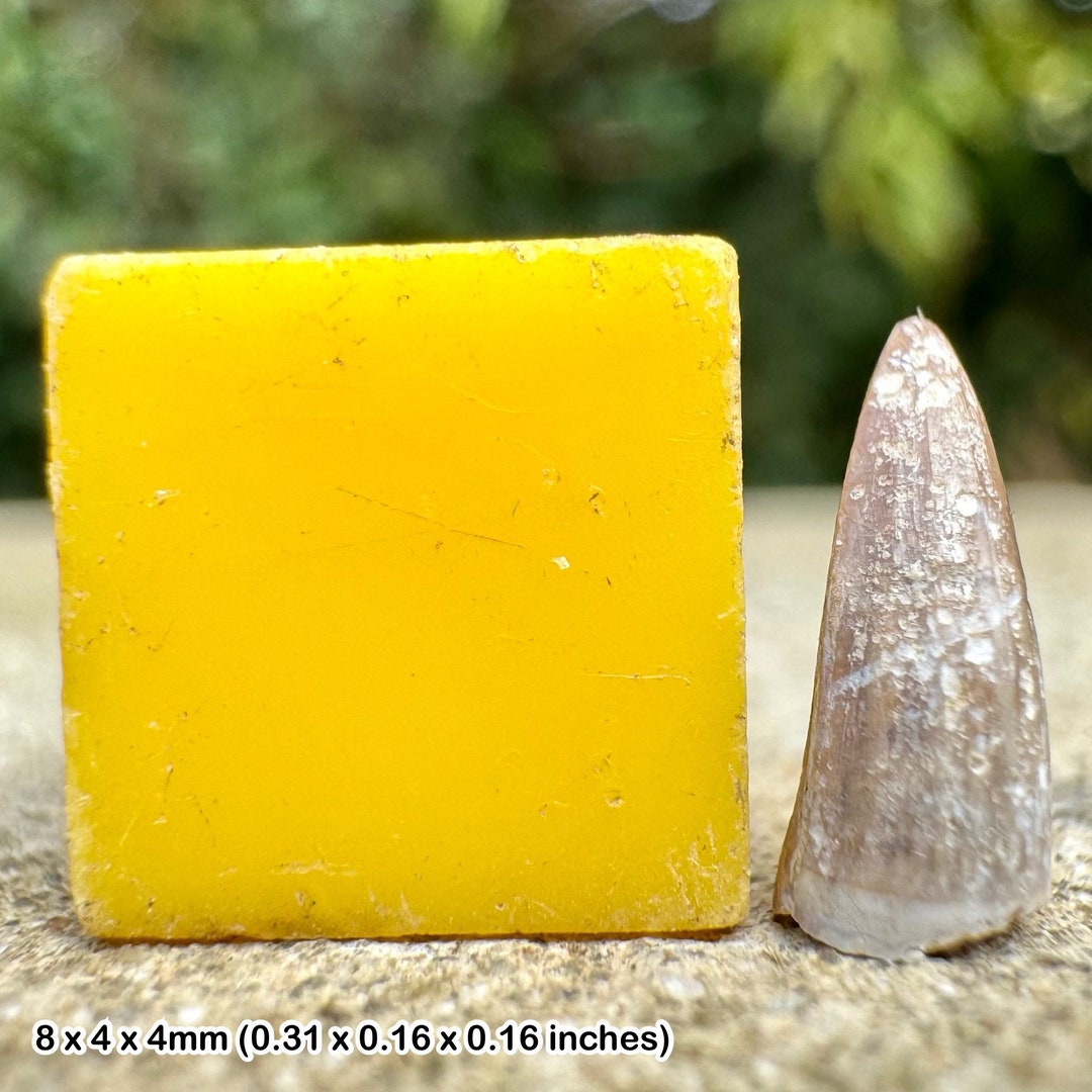 Rare Teleosaurus Fossil Tooth - Crocodilian Jurassic Reptile ...