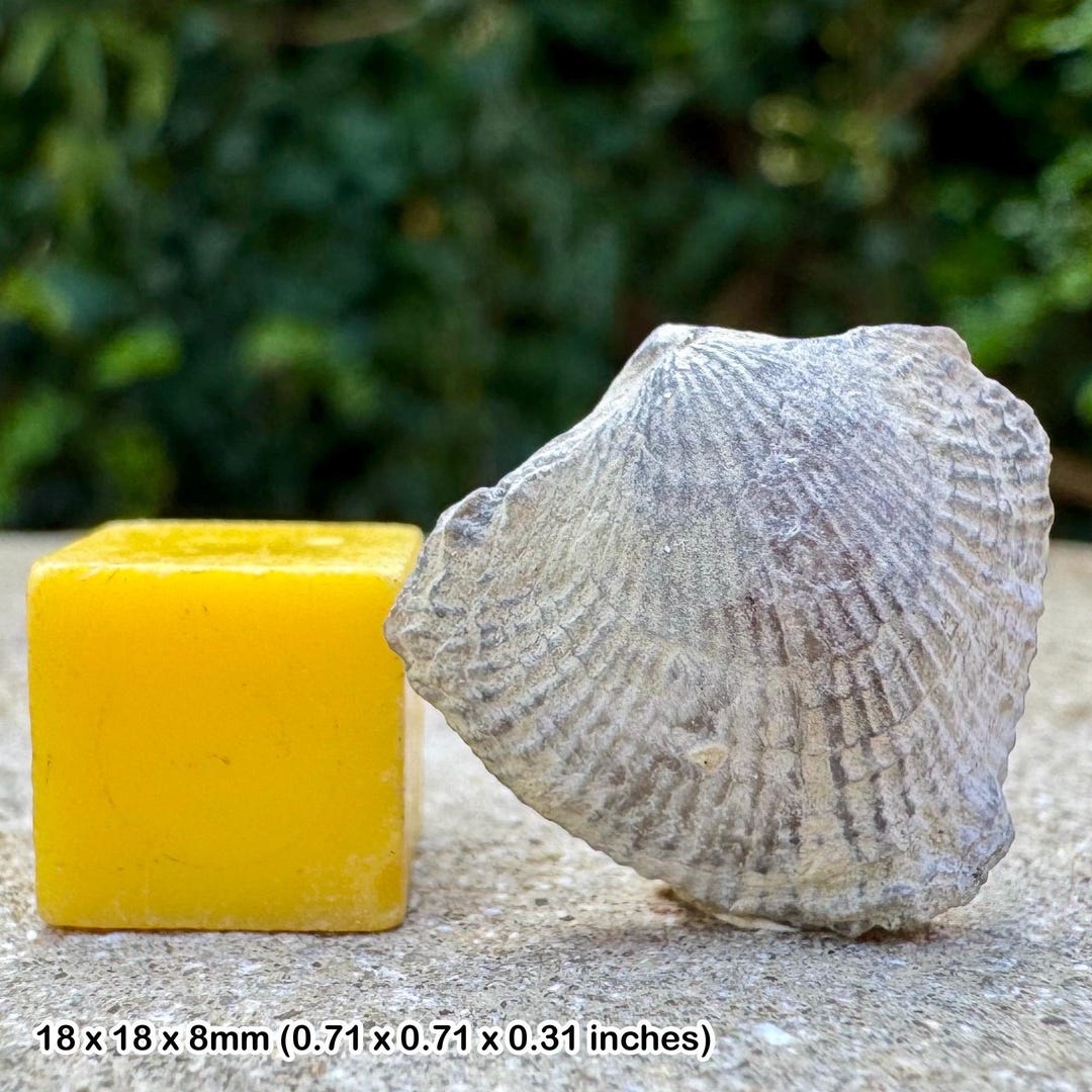 Fossil Brachiopod Atrypa Reticularis Wenlock Limestone Silurian Wrens ...