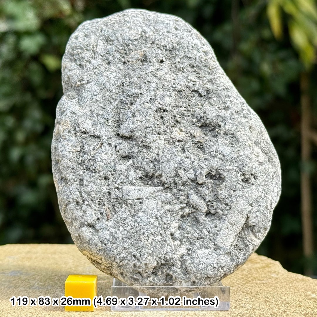 Jurassic Crinoid Star Slab Fossil on Stand - Charmouth, Uk - Authentic ...