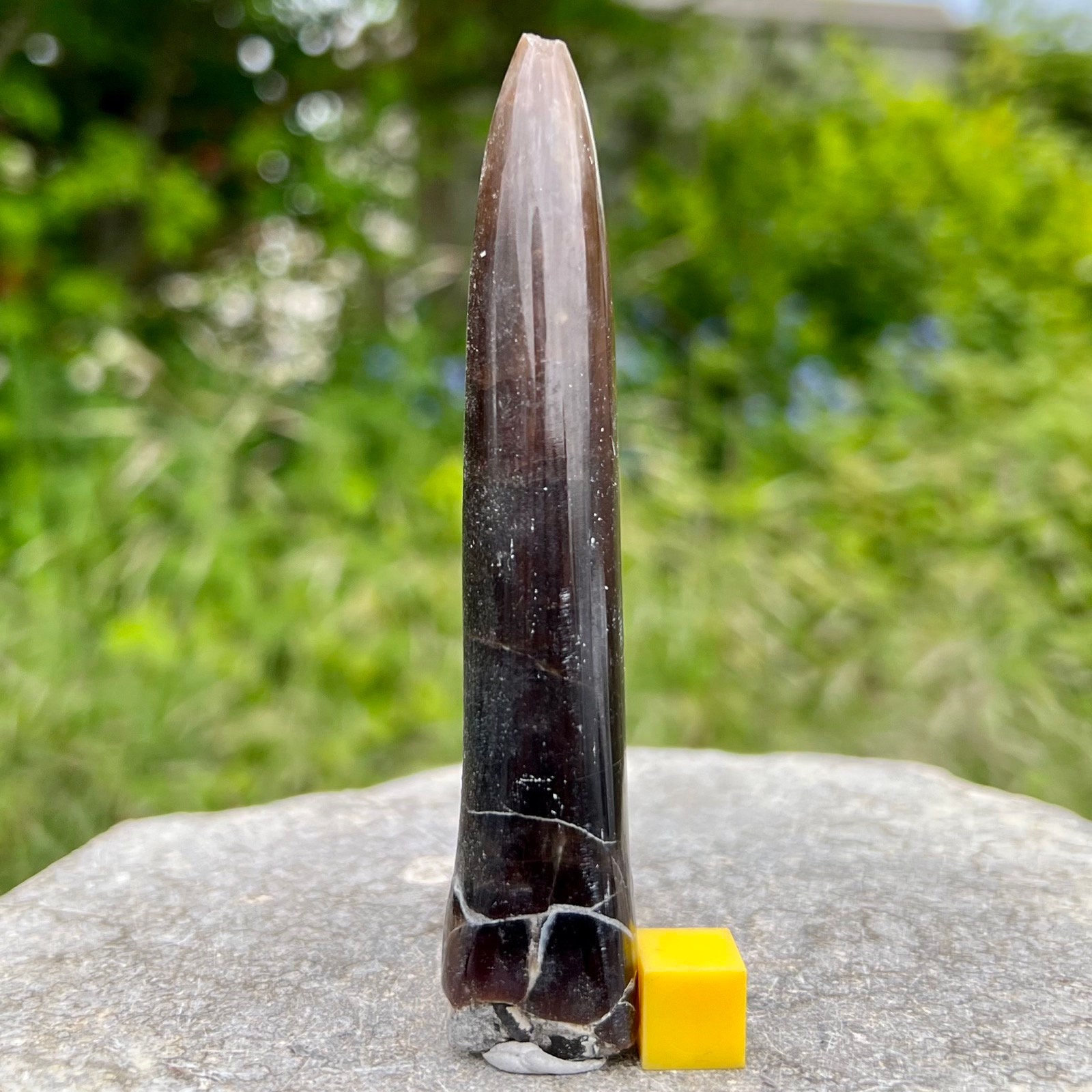 Belemnite Fossil Sea Creature Cylindroteuthis Jurassic UK - Etsy UK