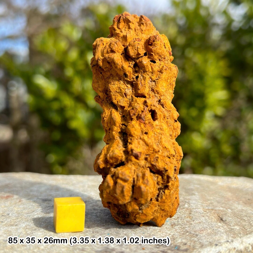 Turtle Coprolite Fossil (poo), Eocene Age, Madagascar, Genuine Fossil W ...