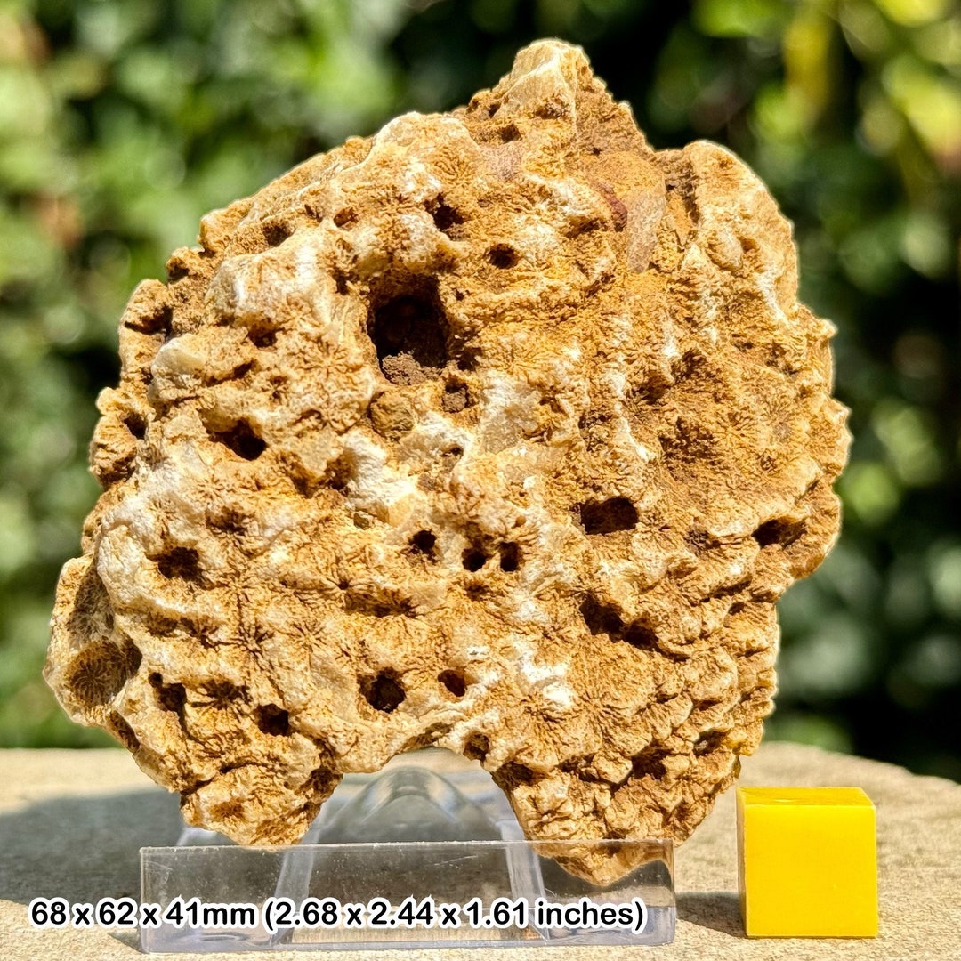 Authentic British Jurassic Coral Fossil Crateroseris/astraraea With ...