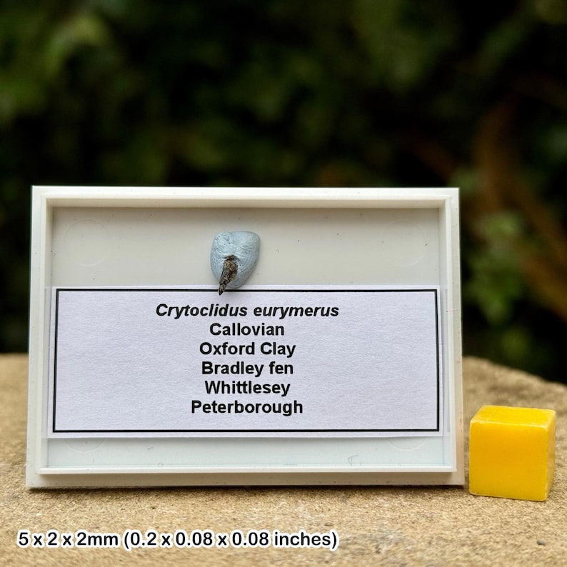 Rare Plesiosaur Tooth Fossil (cryptoclidus Eurymerus), Jurassic Era ...