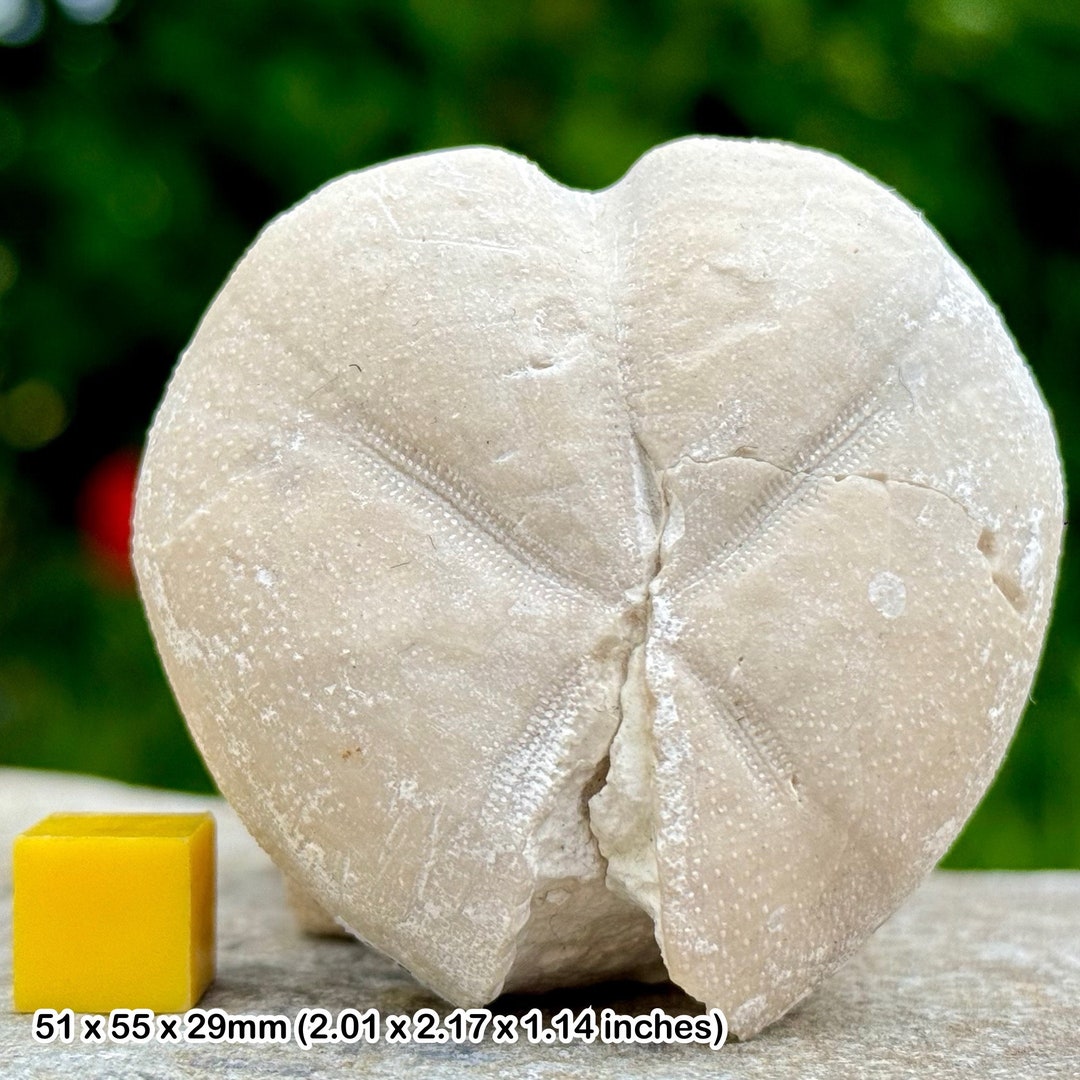 Rare Micraster Heart Fossil Echinoid Cretaceous Seaford Chalk, Seven ...