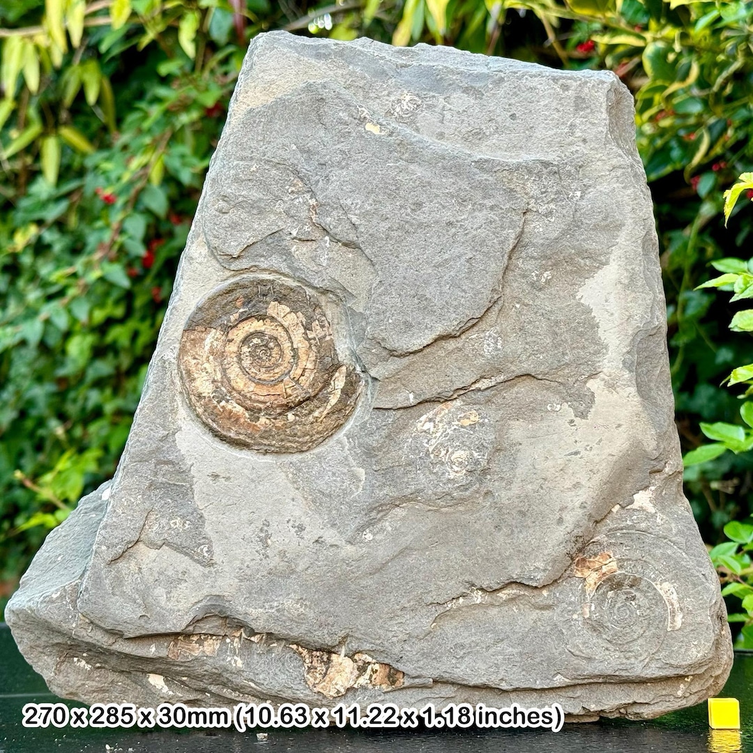 Authentic Psiloceras Planorbis Fossil Ammonite – Jurassic Blue Lias ...