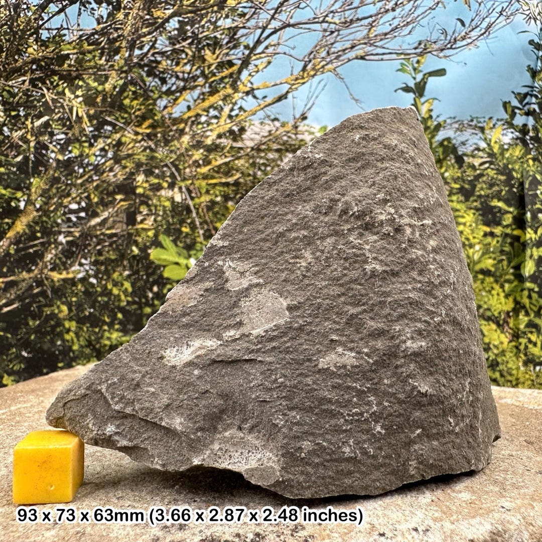 Charmouth Flatstone Nodule, Limestone (teaching Class Rock) Gcse ...