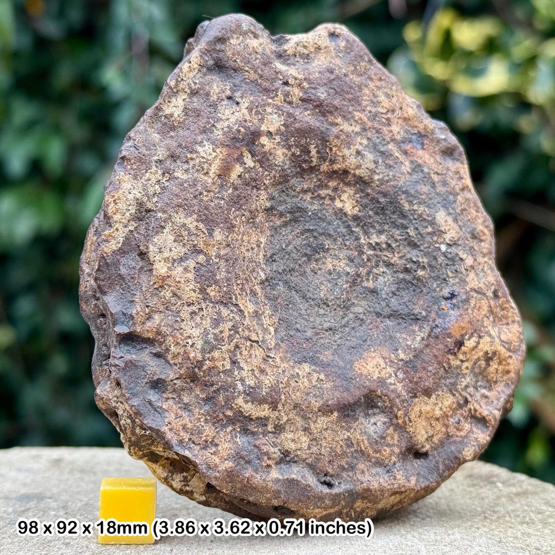 Rare: Ichthyosaur Vertebra Centrum Fossil – Jurassic Marine Reptile ...
