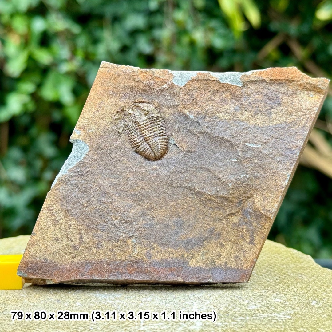 Fossil Ogyginus Trilobite Llanvirn Series, Ordovician Upper Gilwern ...