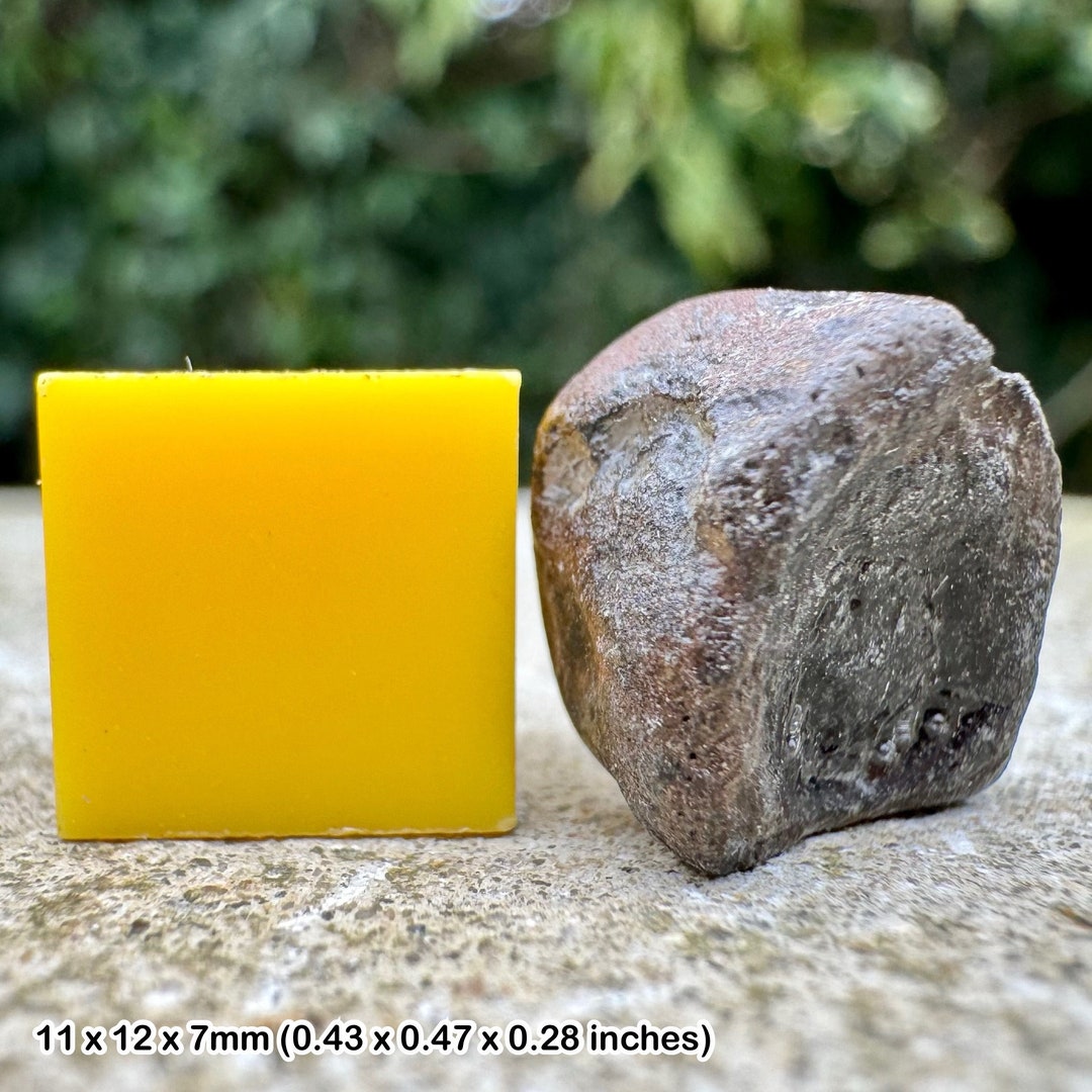 Fossil Fish/shark British Vertebrae, Gault Clay, Folkestone - Etsy