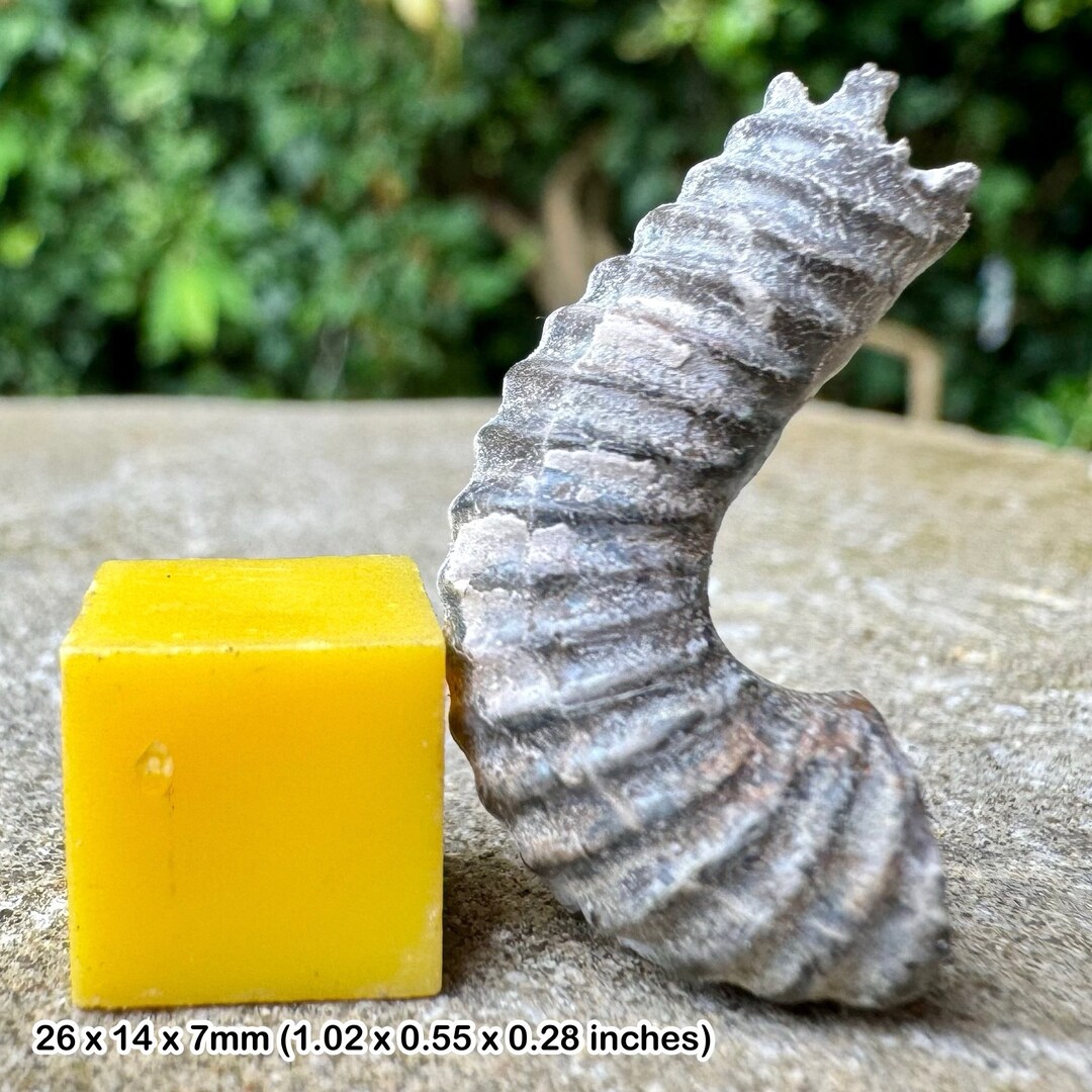 Genuine Heteromorph Ammonite Fossil hamites Subrotundus Gault Clay ...