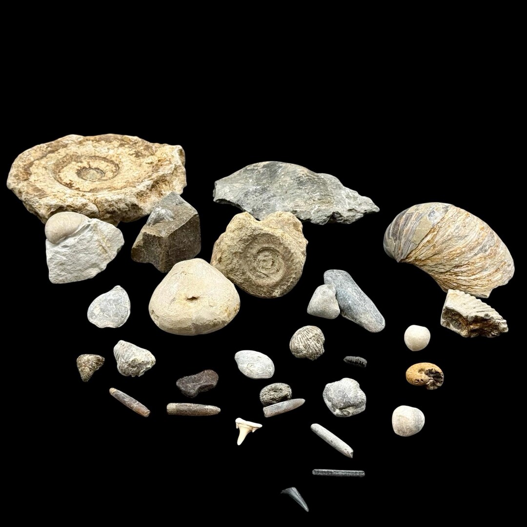 1kg British Fossil Mix X 30 | Jurassic Dorset & Somerset Fossils ...