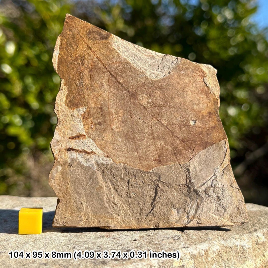 Canada Fossil Plant Leaves and Remains, Eocene, Authentic Specimen ...