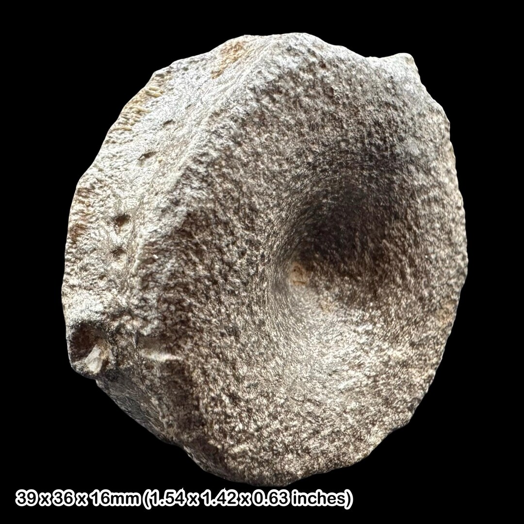 Ichthyosaur Fossil Vertebra Jurassic Marine Reptile Bone Lyme Regis ...