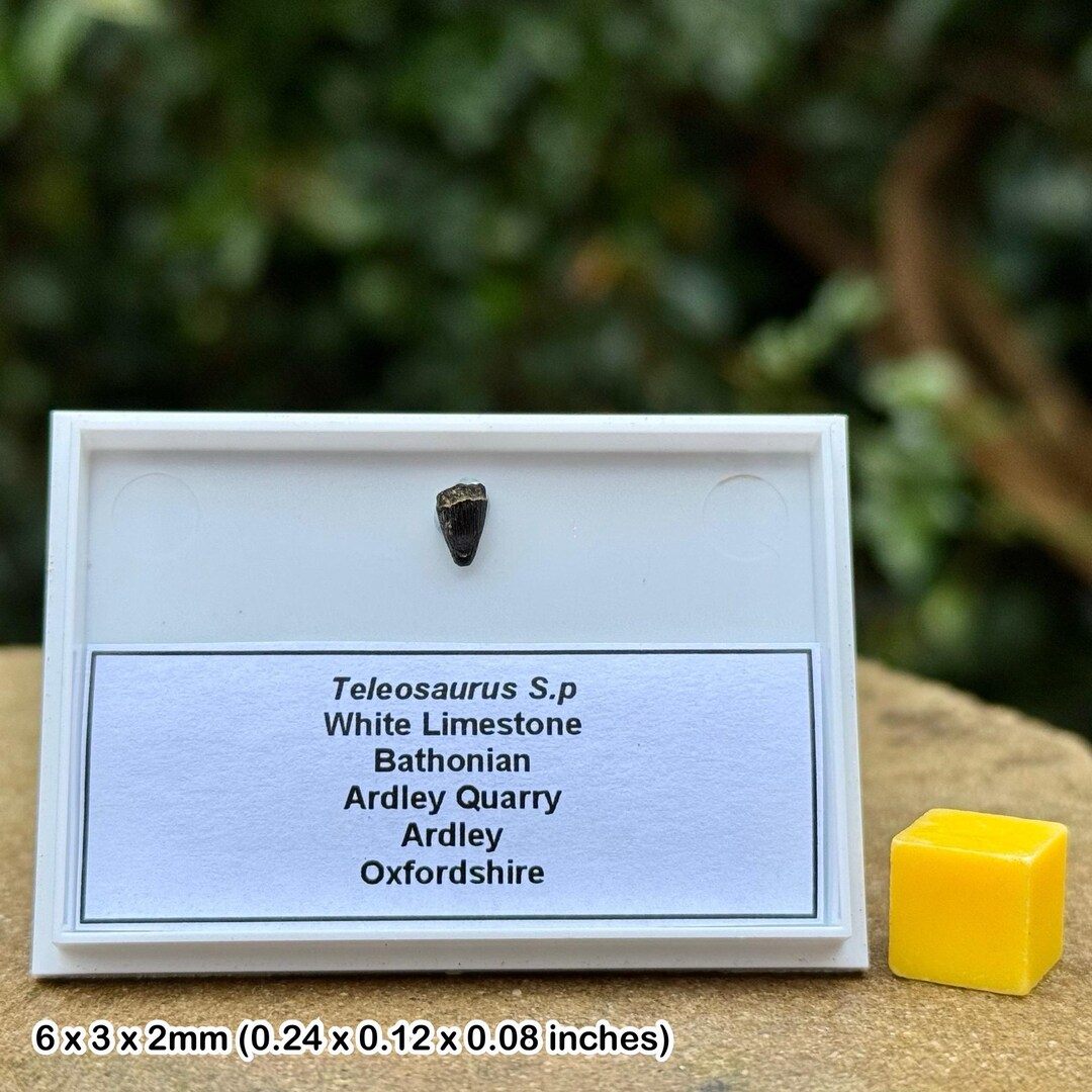 Rare Teleosaurus Crocodile Tooth Fossil, Jurassic Era, White Limestone ...