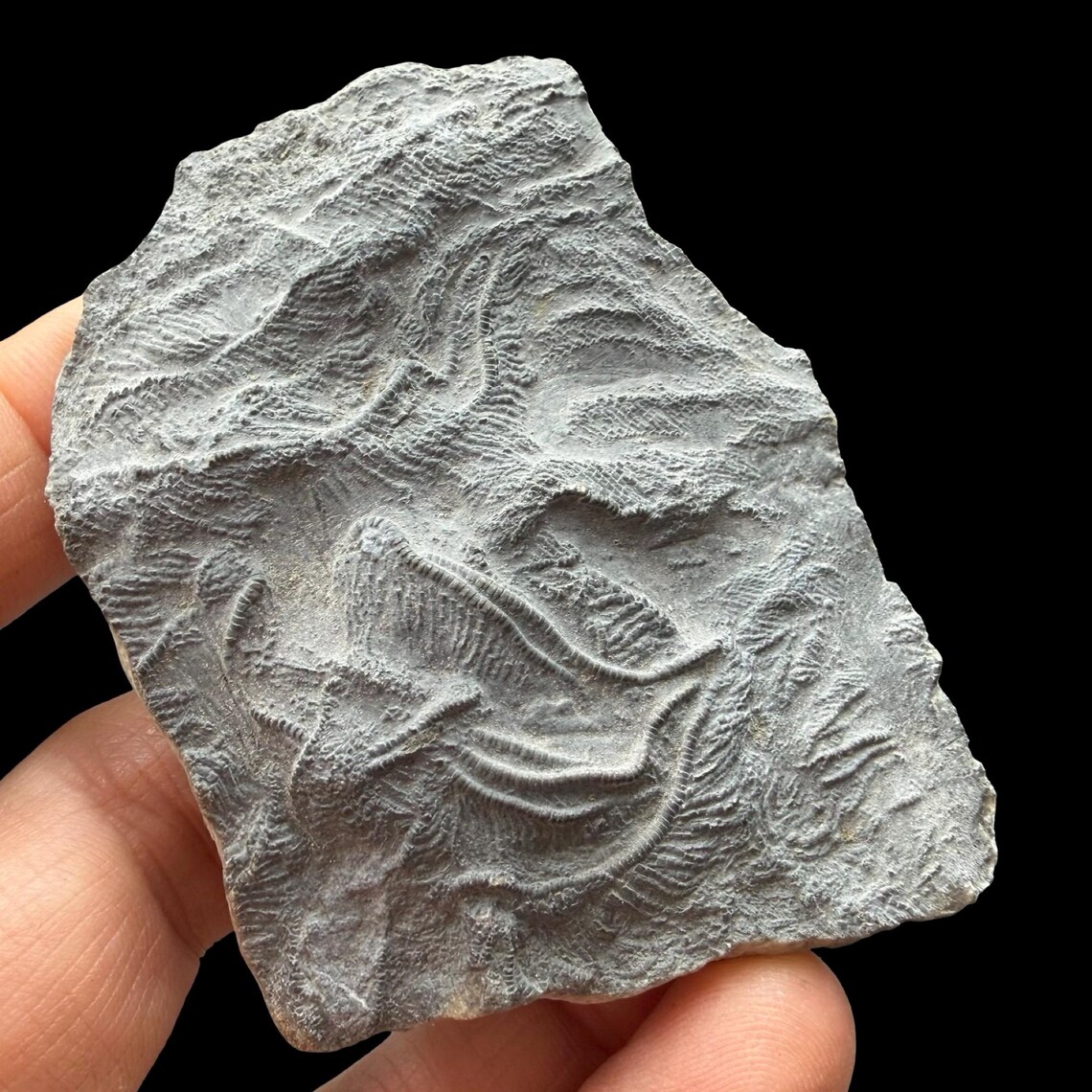 Pentacrinites Crinoid Fossil Slab Jurassic Lyme Regis Dorset Uk ...