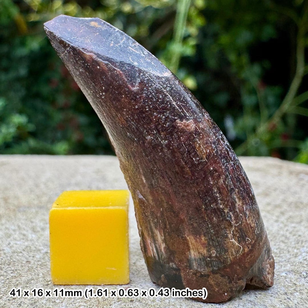 Megalosaur Dinosaur Tooth Fossil - Grade A, Cretaceous, Elrhaz ...