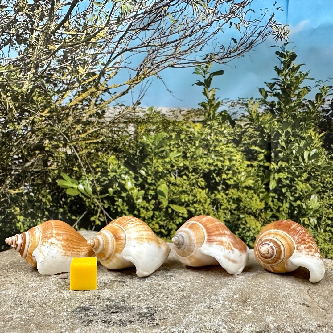 4 X Dog Conch Seashells Genuine Shell Specimen Certified - Etsy Denmark