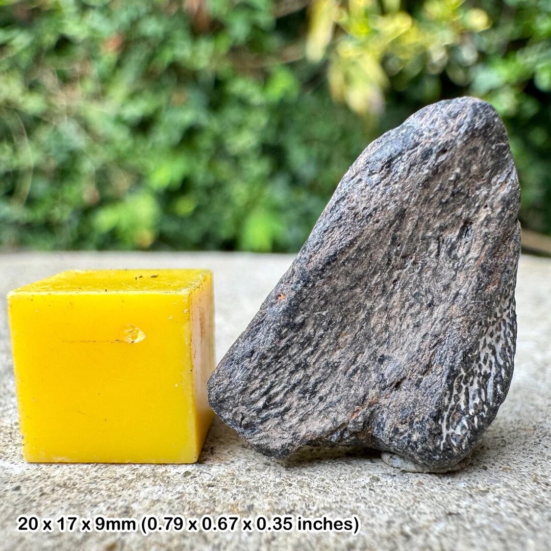 Authentic Chimaeroid Fish Dental Plate Fossil, Gault Clay, Lower ...