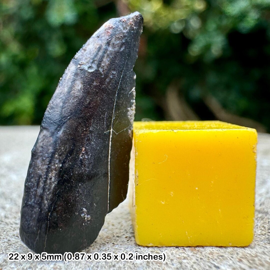 Authentic Kryptops Dinosaur Tooth Fossil - Abelisaurid | Elrhaz ...